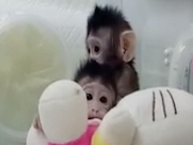 Scientists have successfully cloned monkeys for the first time - KGUN9.com